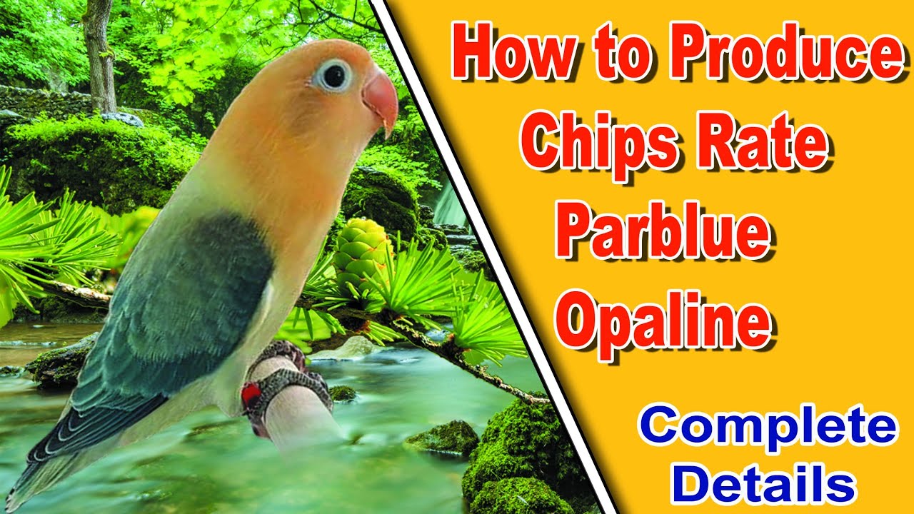 How to Produce Parblue Opaline / how to produce parblue opaline chipe ...