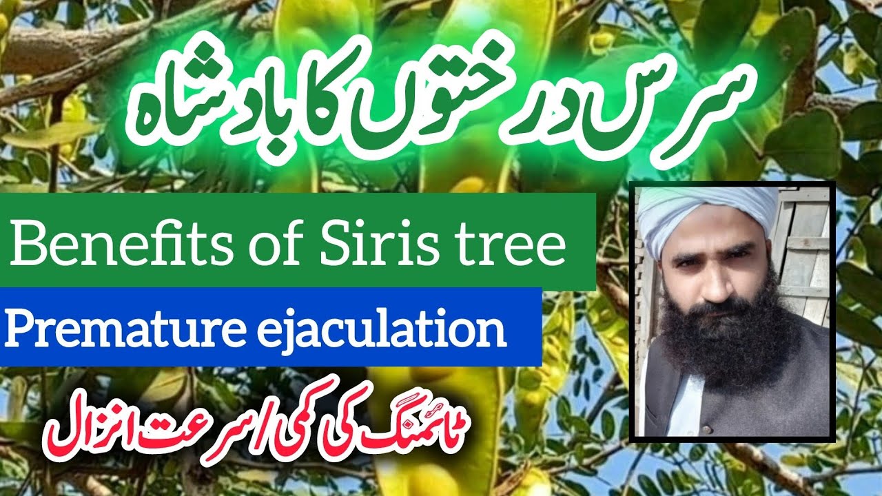 Medicinal uses of Siris tree | सरस | سرس کے درخت کے فوائد - YouTube