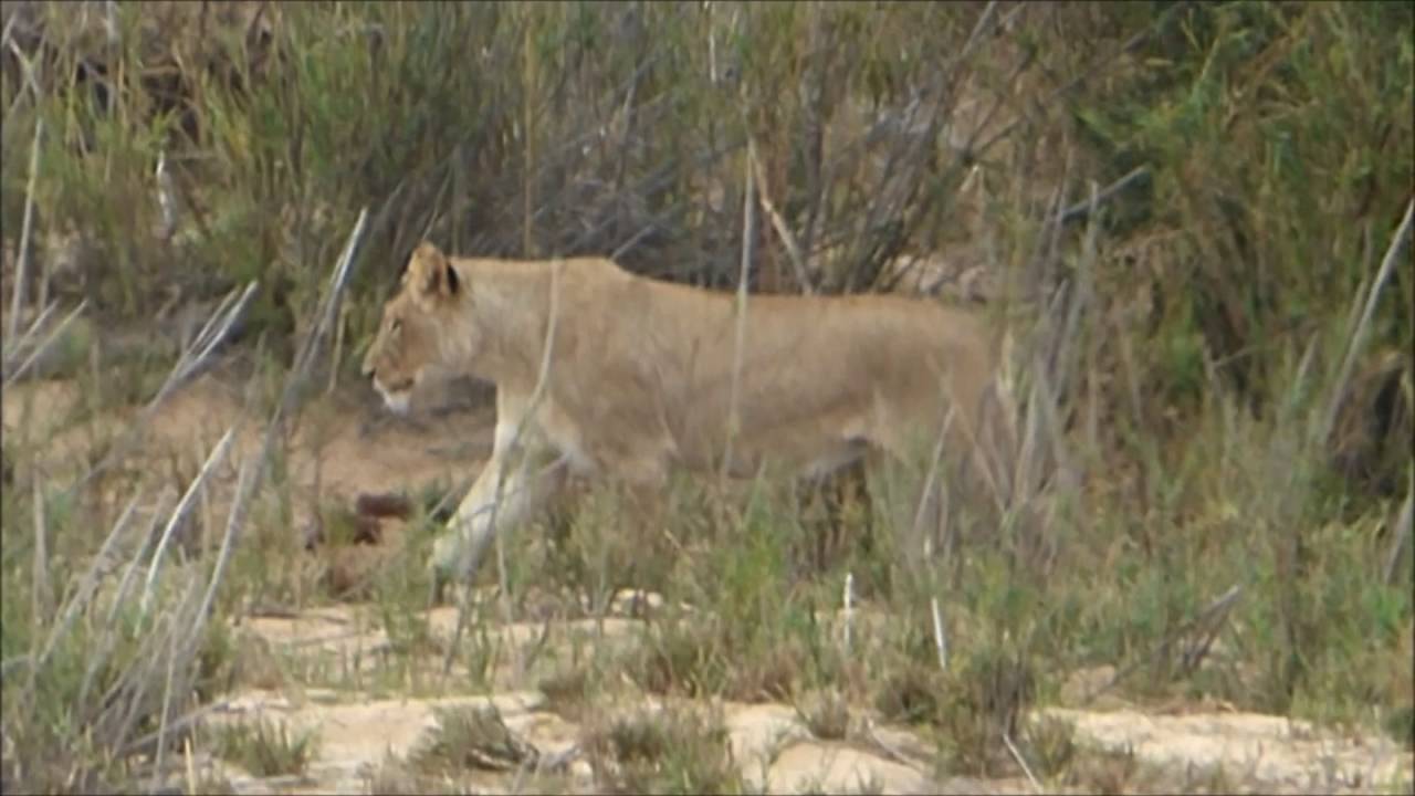 Hembra de León (Panthera leo) en el Parque Nacional Kruger - YouTube