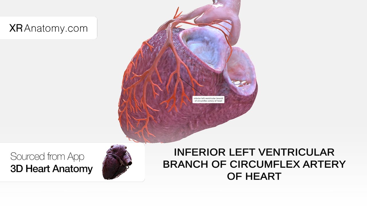 Inferior left ventricular branch of circumflex artery of heart - YouTube