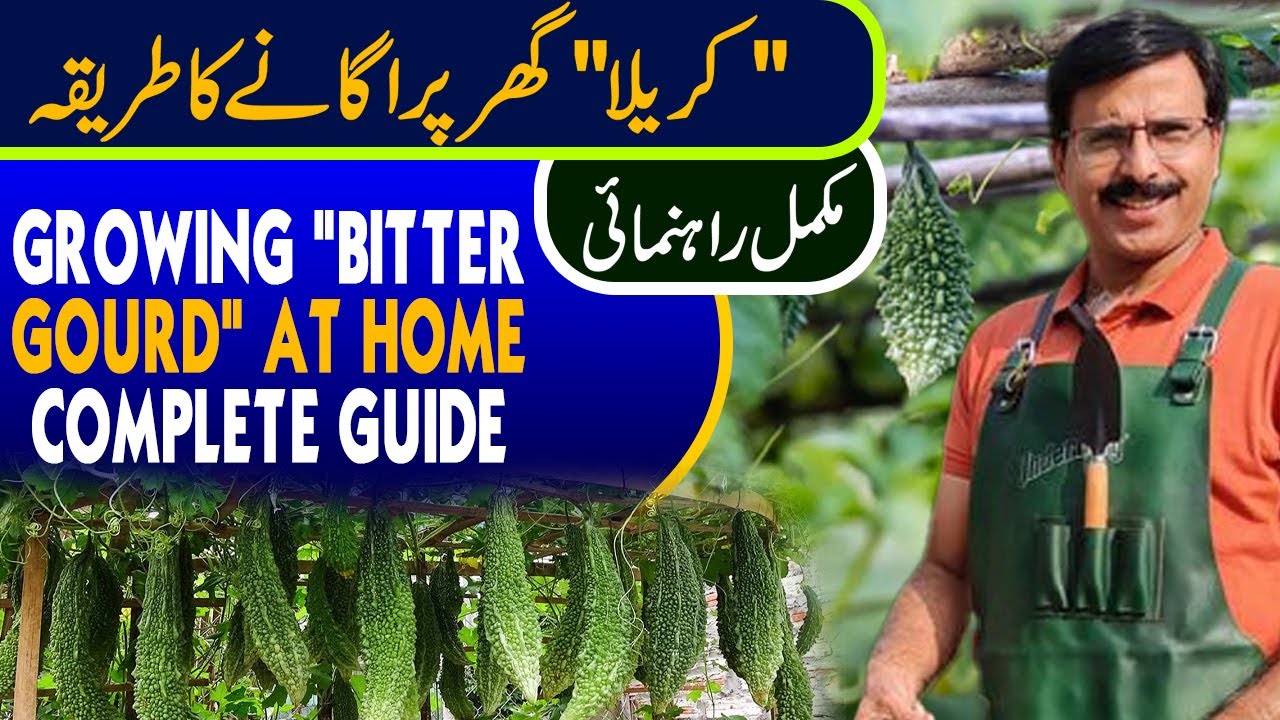 Growing Bitter Gourd at home | Complete Guide | Gardening With Javed ...