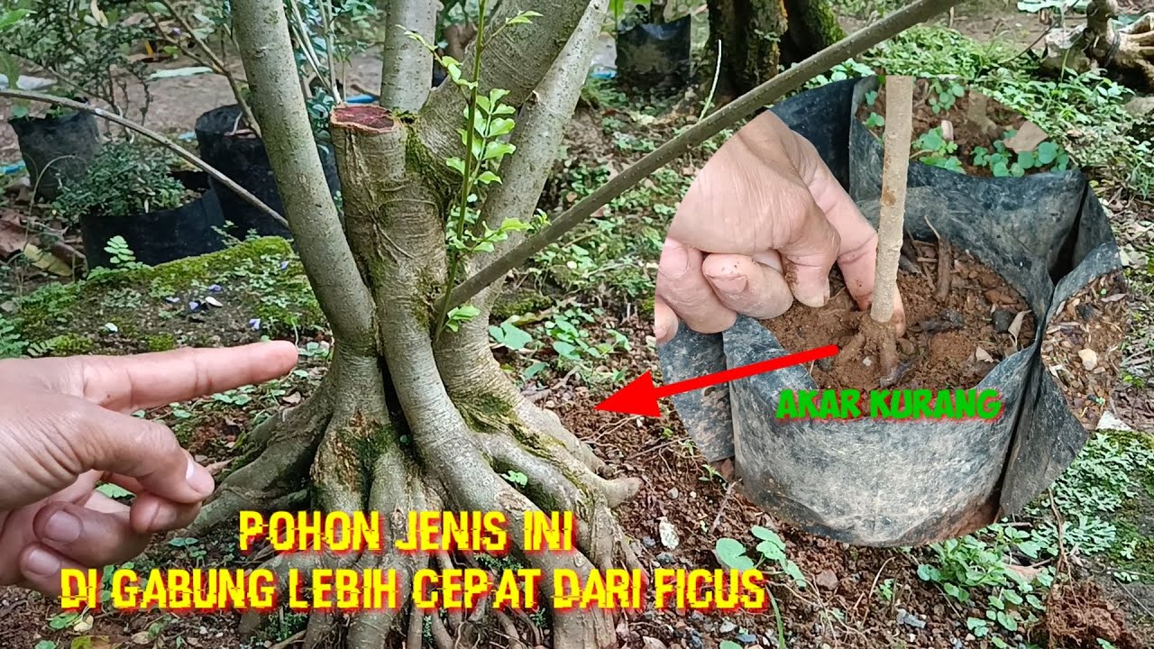 BAHAN BONSAI CEPAT BESAR - YouTube