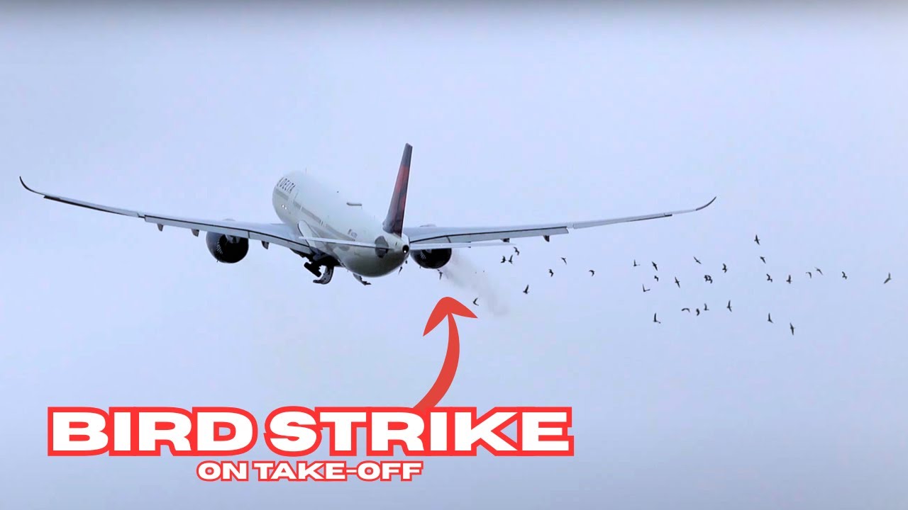 Bird HITS Plane Right After TAKE-OFF! - YouTube
