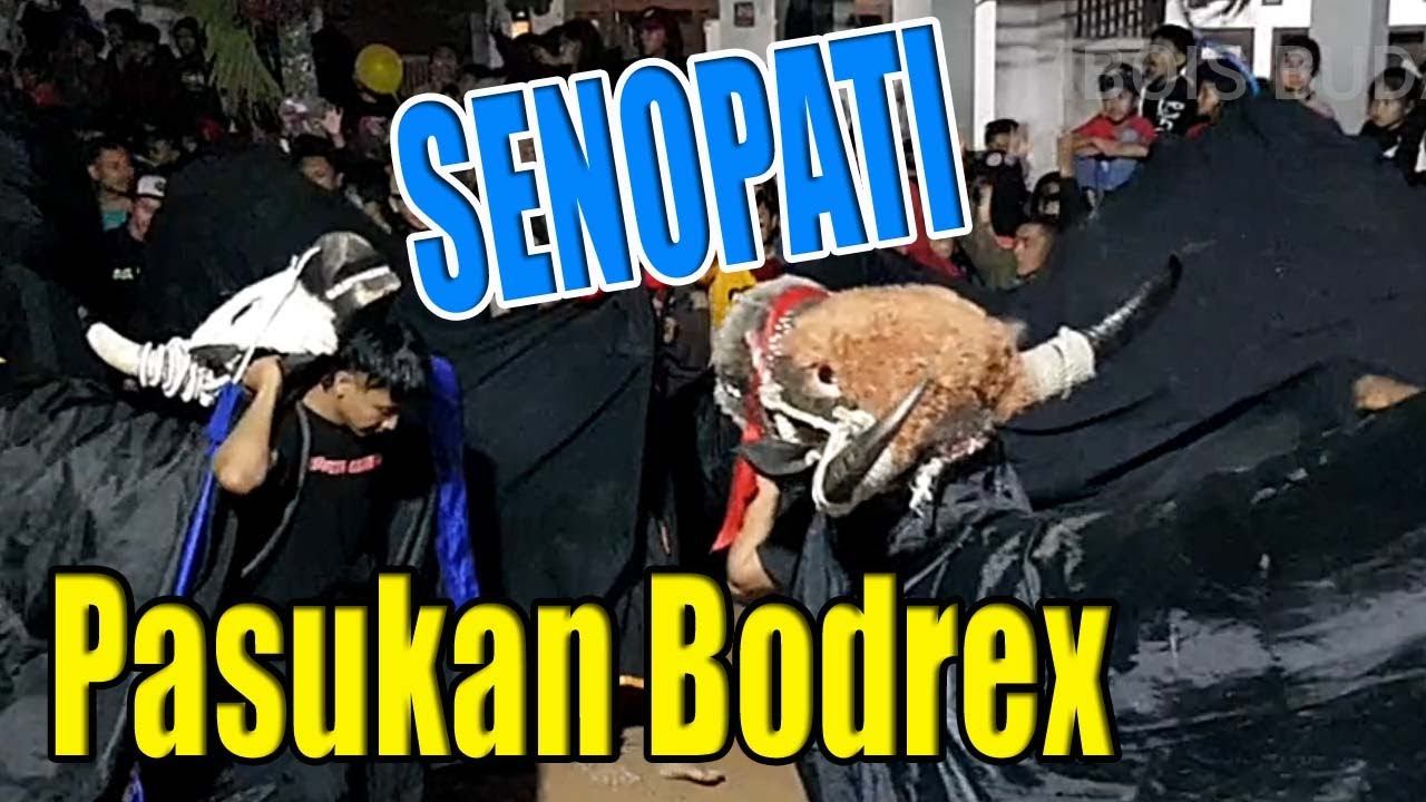BANTENGAN SENOPATI PASUKAN BODREX | BANTENGAN TUNAS RAMBON MENGGOLO ...