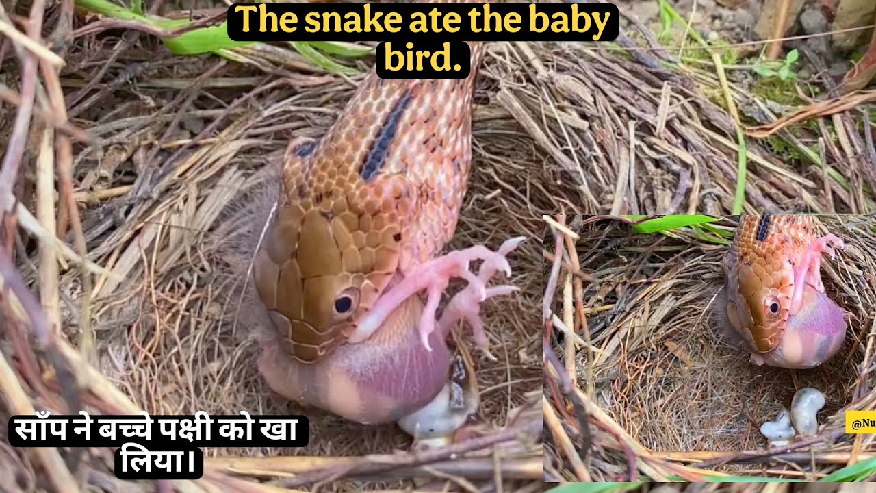 The snake ate the baby bird.🦜🐍 - YouTube