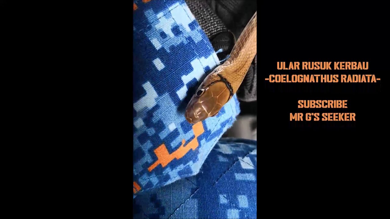 Angkatan Pertahanan Awam Malaysia (APM) | Ular Rusuk Kerbau ...