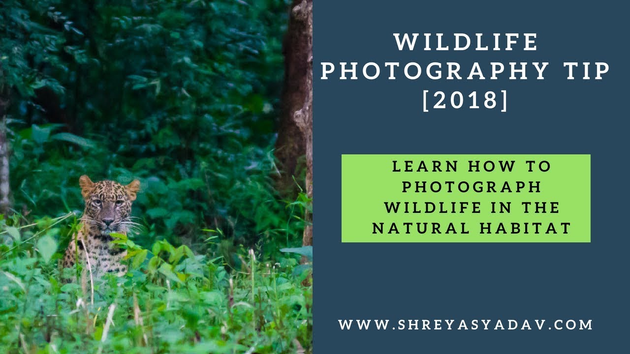Wildlife Photography Tip : Learn How to photograph wildlife in the ...