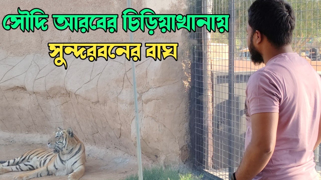 Saudi Arabia zoo🐅🐯 // Royal Bengal tiger//the king of Sundarbans ...