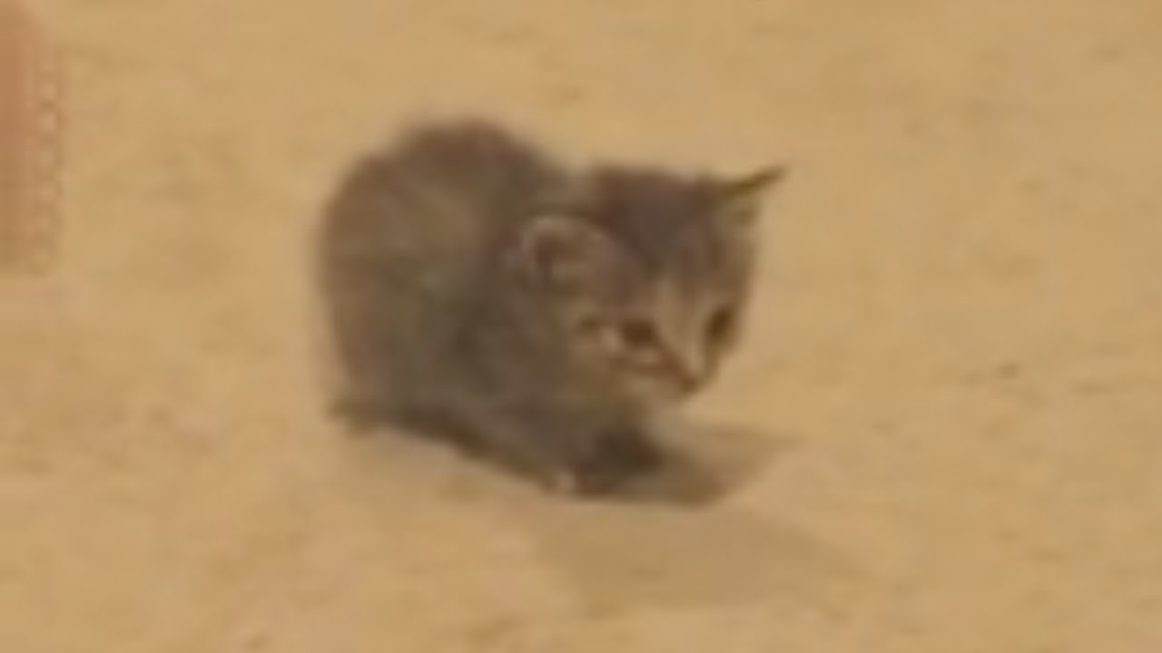 How to reboot your Cat.exe - YouTube