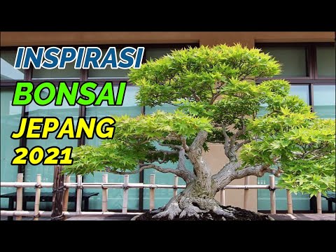 INSPIRASI BONSAI JEPANG TERBARU 2021