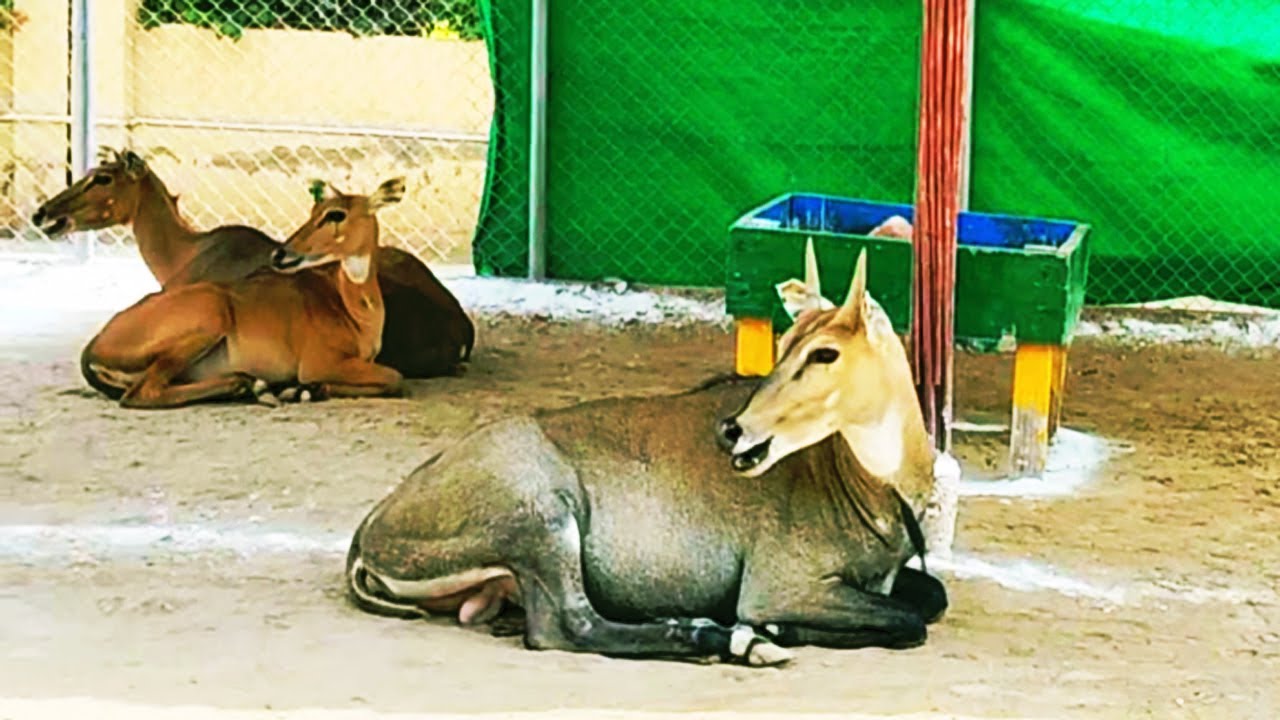 Nilgai Wild Cow Natural Life of Nilgai Cow Animals - YouTube