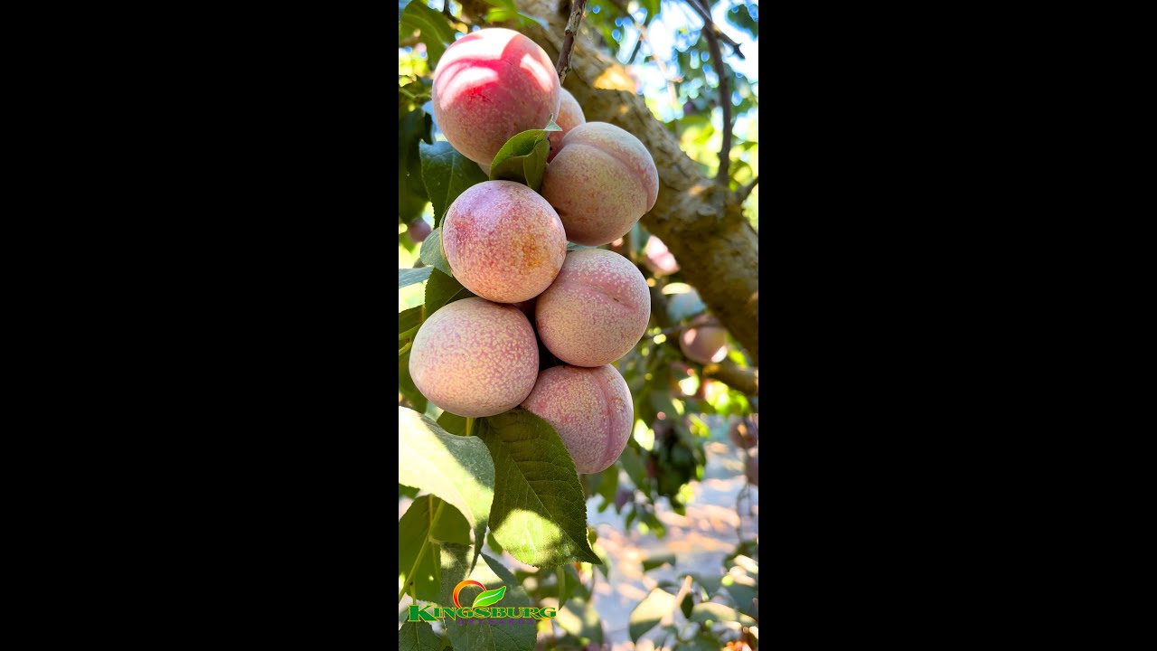 Red Phoenix Plums - YouTube