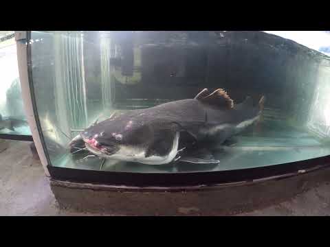 2nd day a-female still right side up; 3x 9yo 3ft-4ft RTCs gravely ill...  see description for more