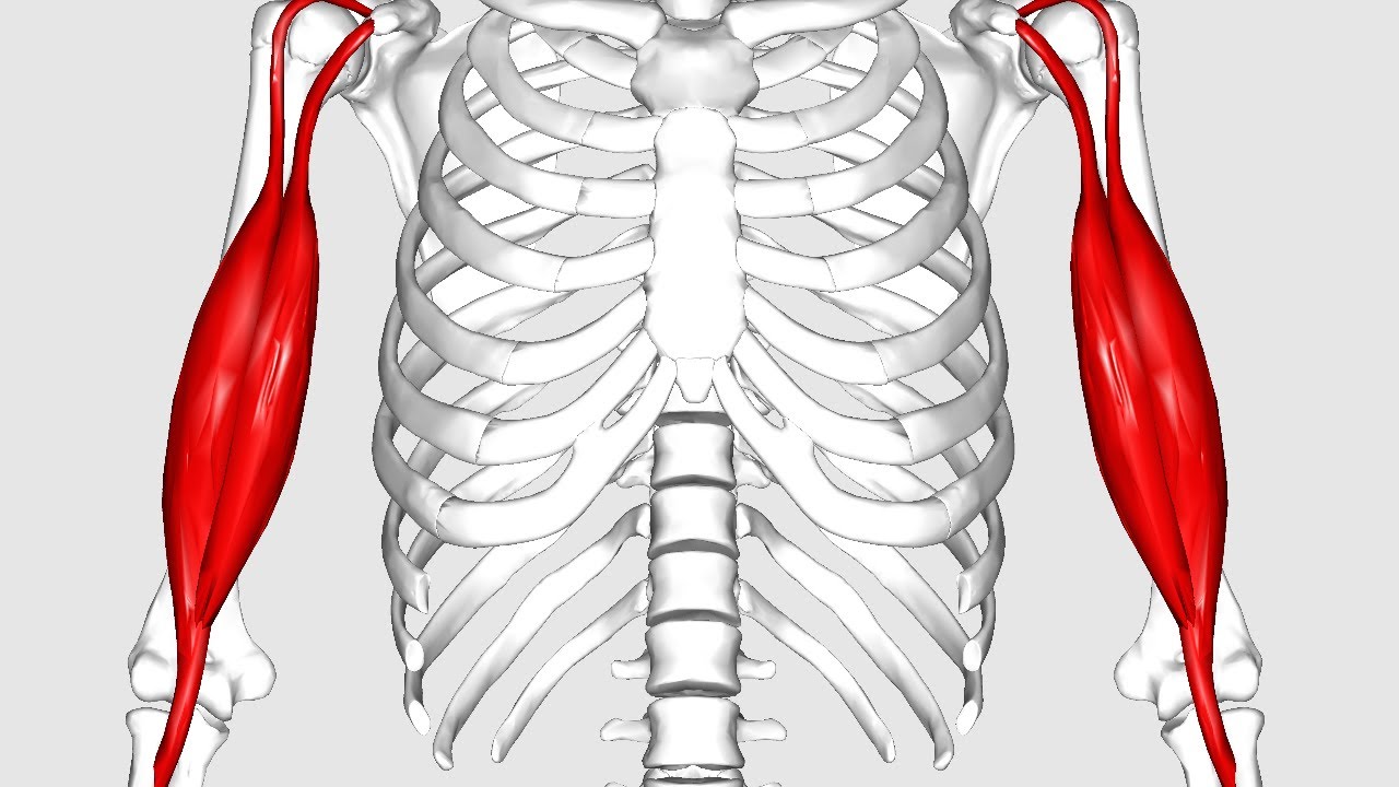 Building Impressive Biceps: Unleashing Your Arm Potential - YouTube