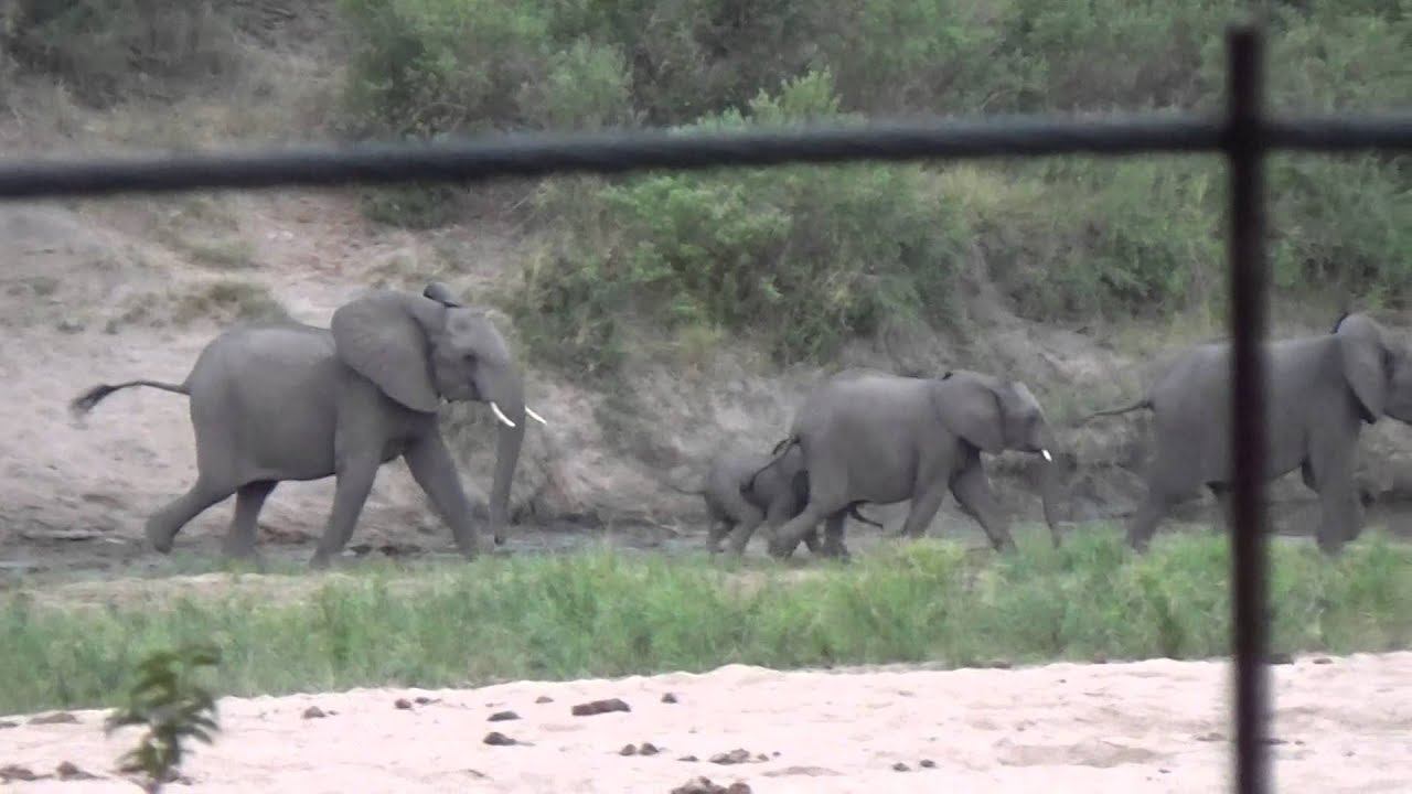 Baby elephant falling over: Kruger Park - YouTube