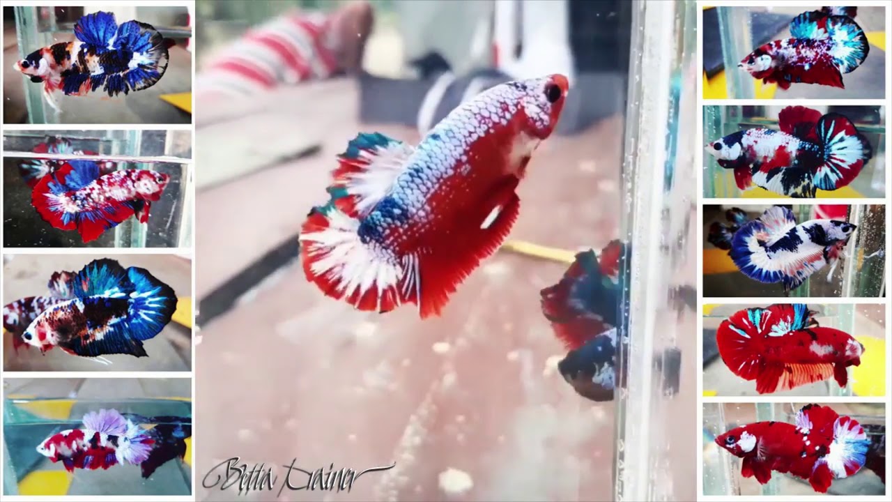 The Most Unique and Beautiful Betta from Indonesia - YouTube