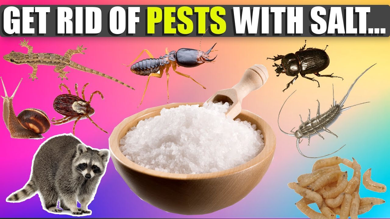 How To Get Rid Of Pests With Salt , Ants Fleas Lice Ticks, Lizards ...
