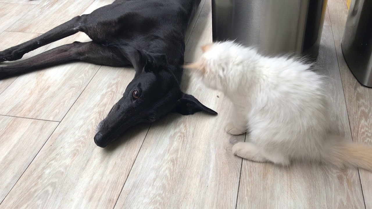 The greyhound and the kitten - YouTube