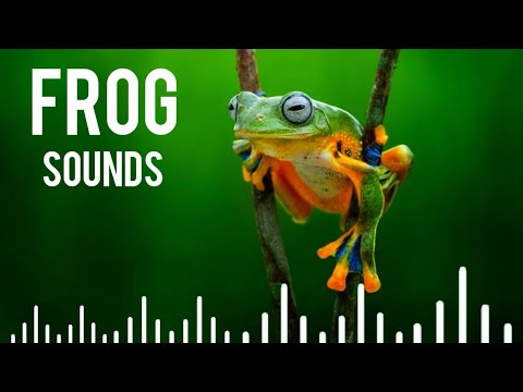 frog sounds | frog sounds effects