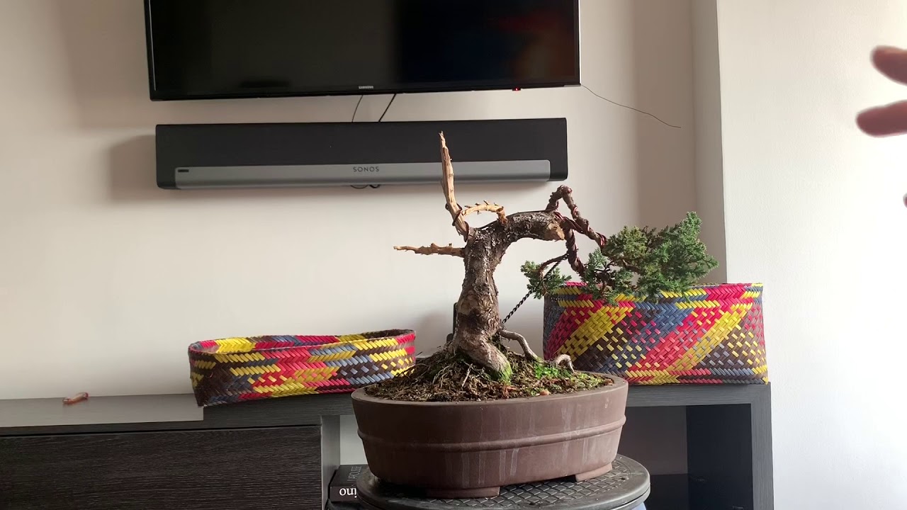 Bonsai: Cambio extremo pino San José / Pino Rastrero Parte 2 - Extreme ...