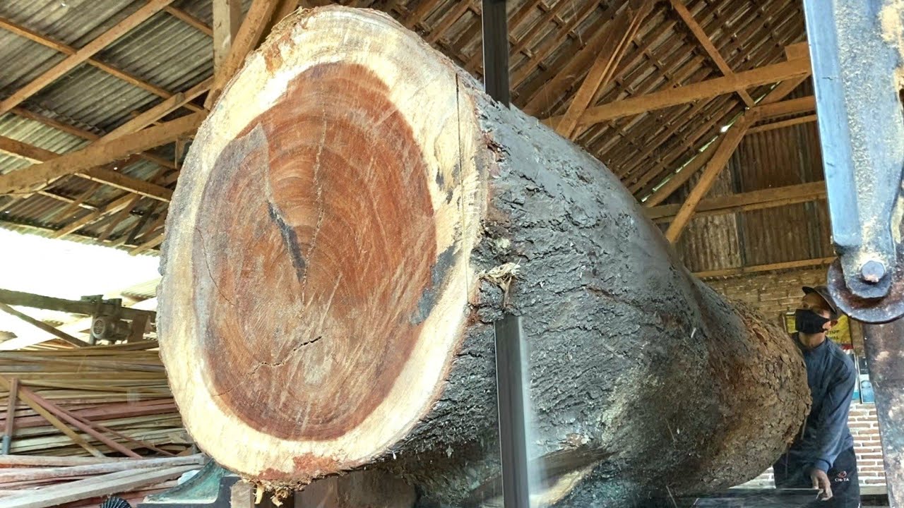 Extreme Challenge: Sawing a Giant Saman Wood for an Taiwan Exclusive ...