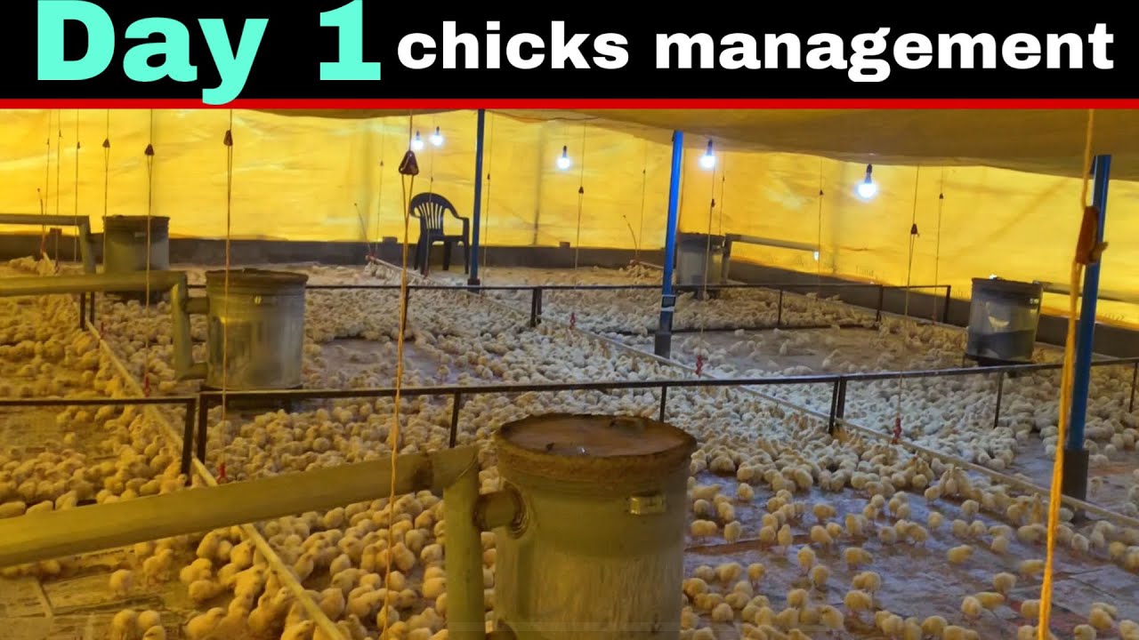 How to manage Day 1 chicks🐥 || #poultryfarming - YouTube