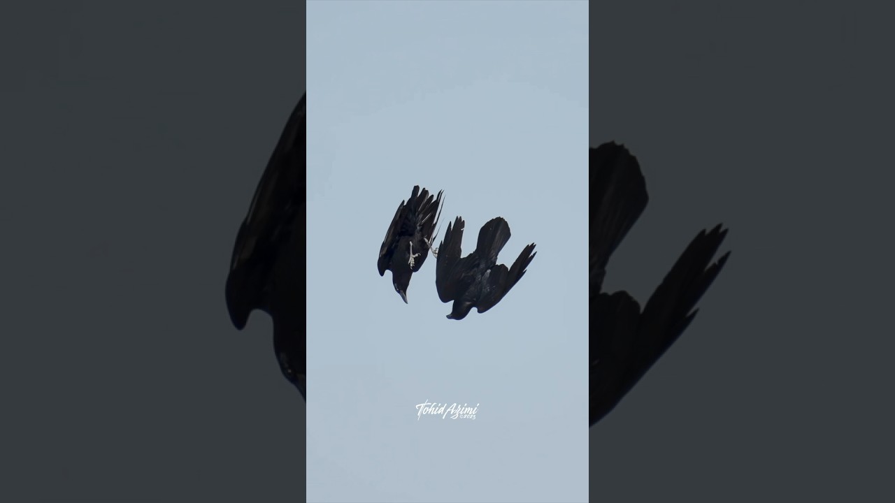 Amazing Ravens aerial acrobatics #ravens #birdlovers #bird # ...