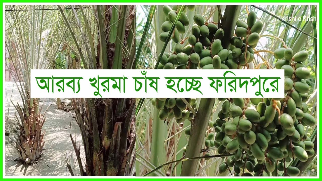 আরব্য খুরমা বাগান এখন ফরিদপুরে / Krishi o Krishok | - YouTube