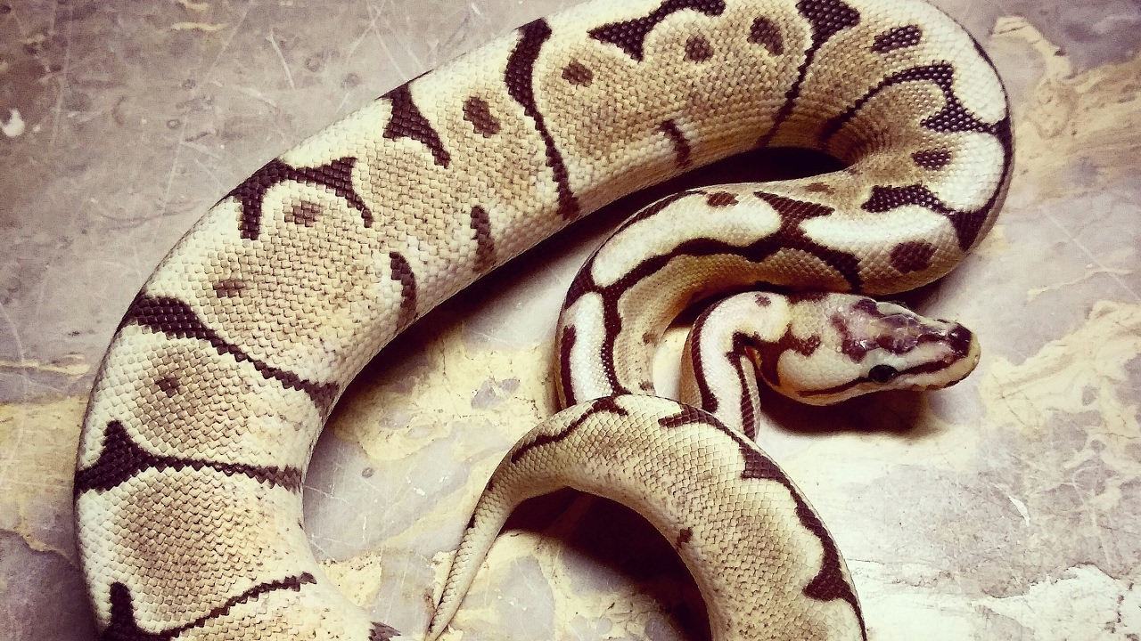 Fire Spider - Ball Python - YouTube