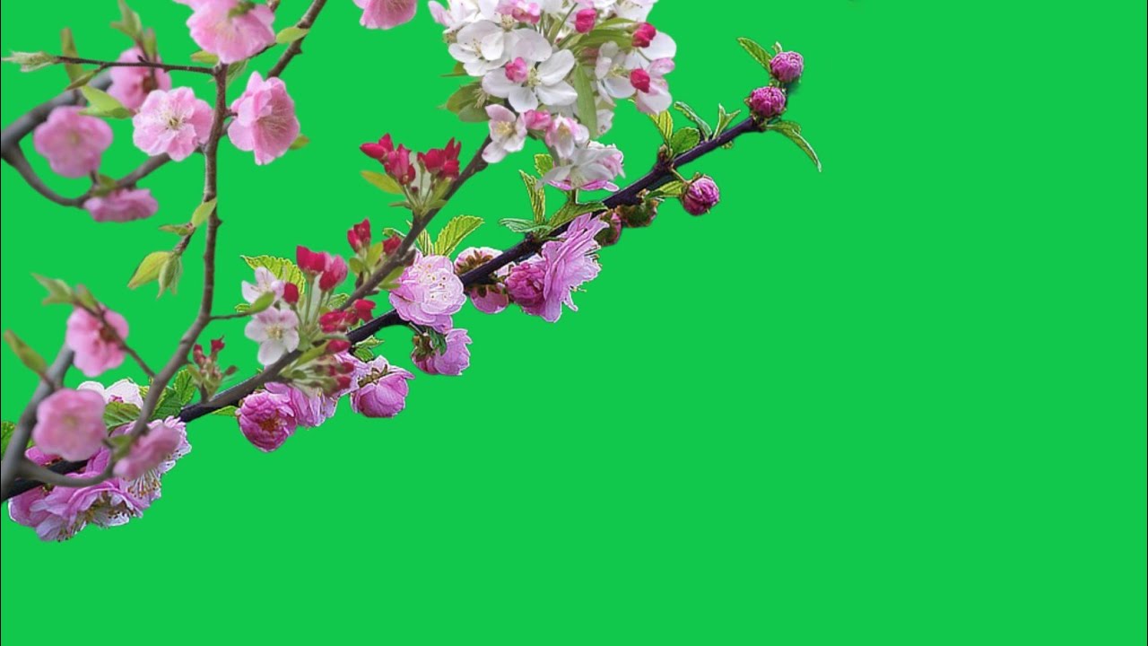 Sprinkles pink flower green screen effect | flower green screen video ...