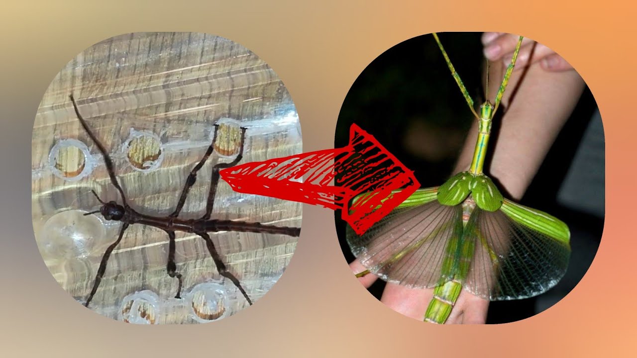 Mes bébés phasmes Goliath (eurycnema goliath) - YouTube