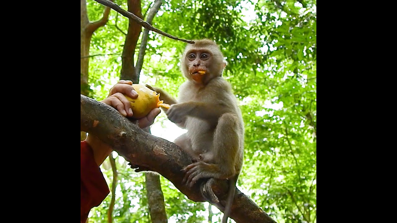Rainbow Very Happy With The Yummy Mango and Feeding baby LEO Mango ...