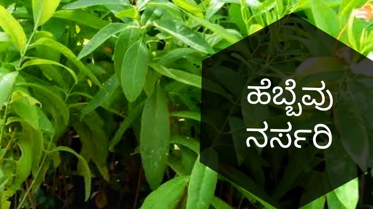 ಹೆಬ್ಬೆವು ನರ್ಸರಿ-Hebbevu Nursery Part 2 For Plants-8660104878 - YouTube