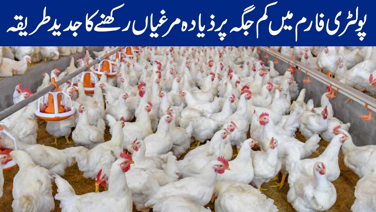 Innovative way to keep more hens in less space in poultry farm - YouTube