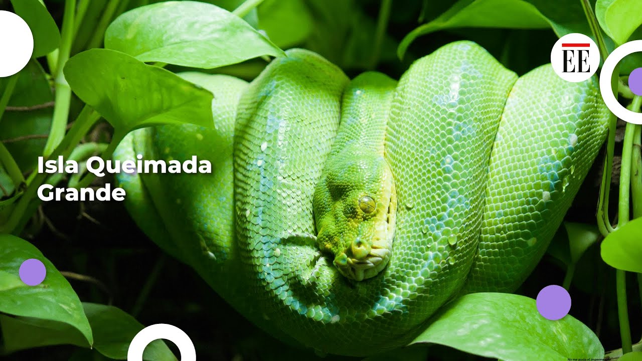 Así es la Isla de las Cobras, un lugar al que está prohibido entrar ...