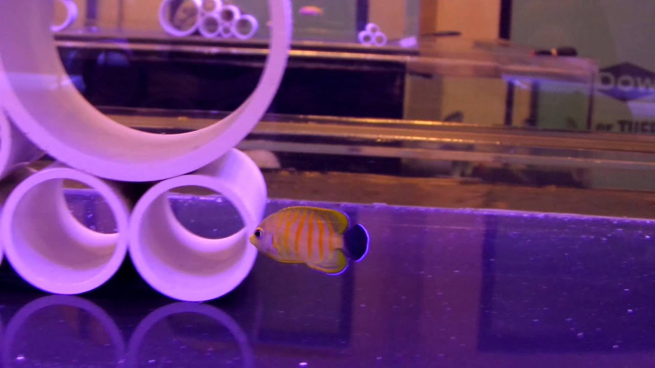 Reefwise: Tigerpyge Angelfish (Hybrid Lemonpeel x Eibli) - YouTube