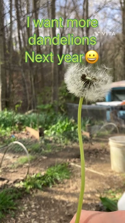 I want more dandelions next year / 明年长更多蒲公英 - YouTube