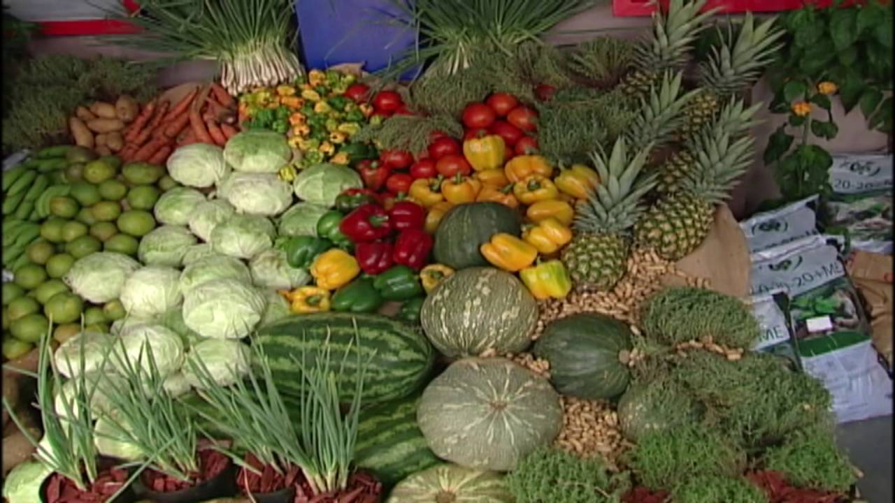 Youth in Agriculture: Technology to Reduce Praedial Larceny - Spetember ...