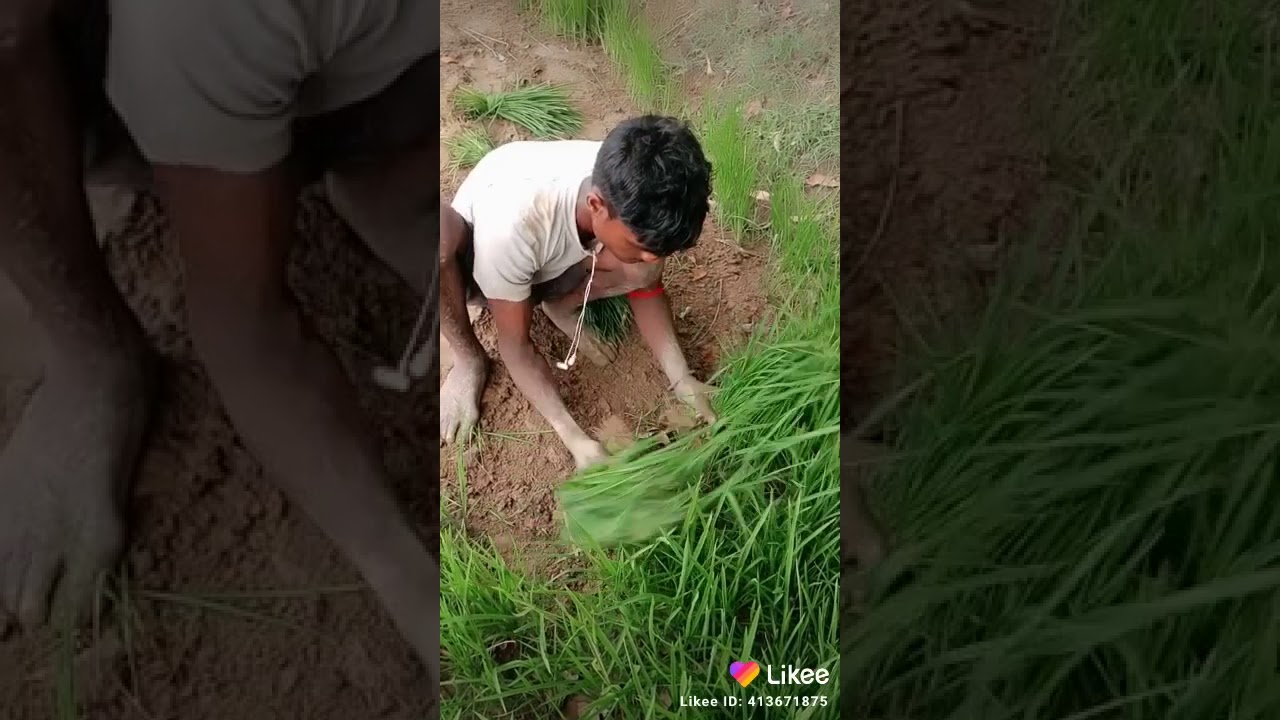 Dhan ropai - YouTube