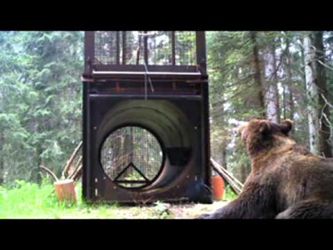 L' ORSO CHE GIOCA - YouTube
