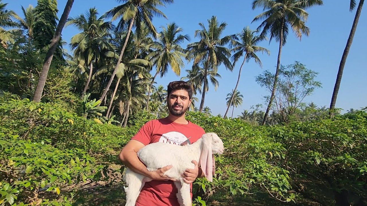 Bassein Goat Farm And Flower Farming | Gulabi Bakriyaa And Kids. - YouTube