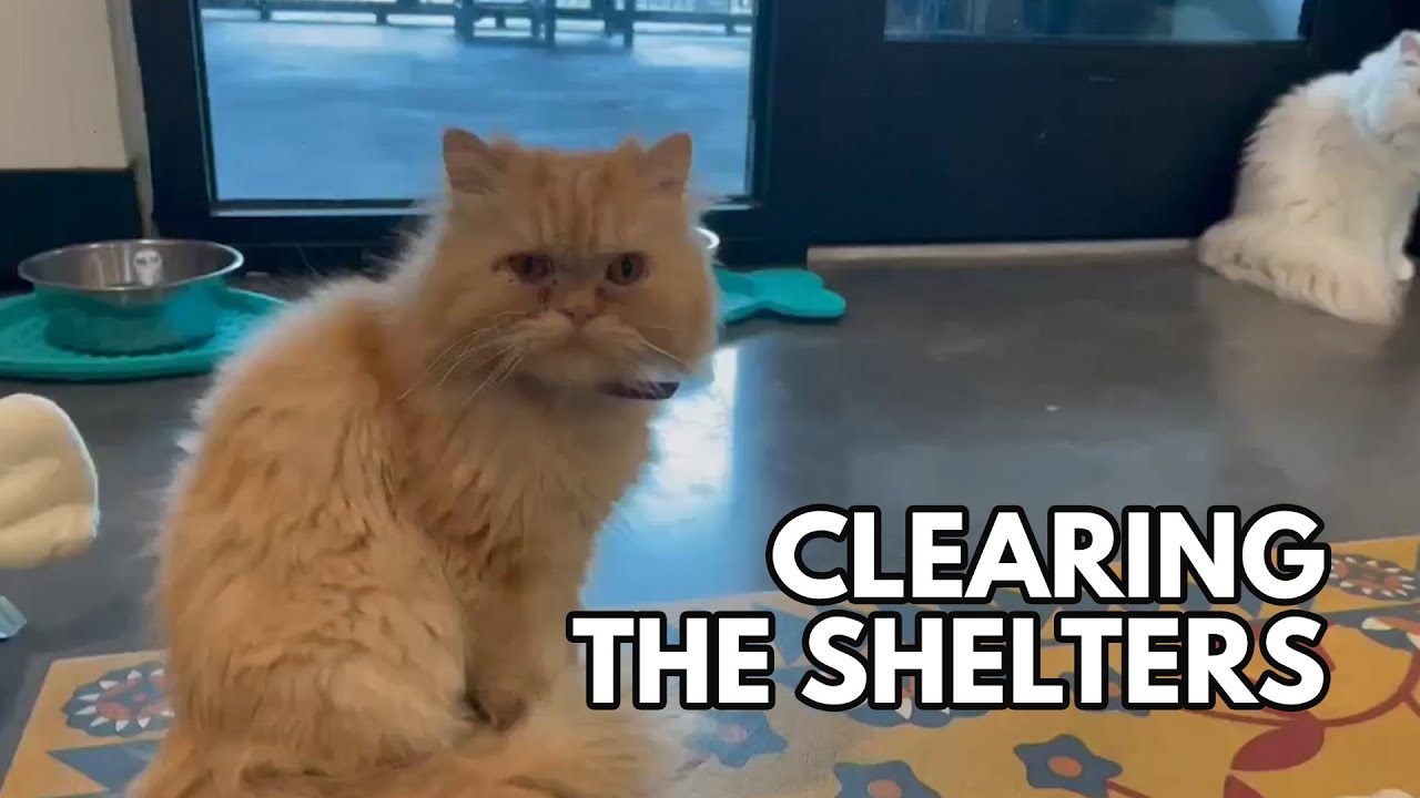FELINE PET OFFER: Get your cat fixed at discounted rate - YouTube
