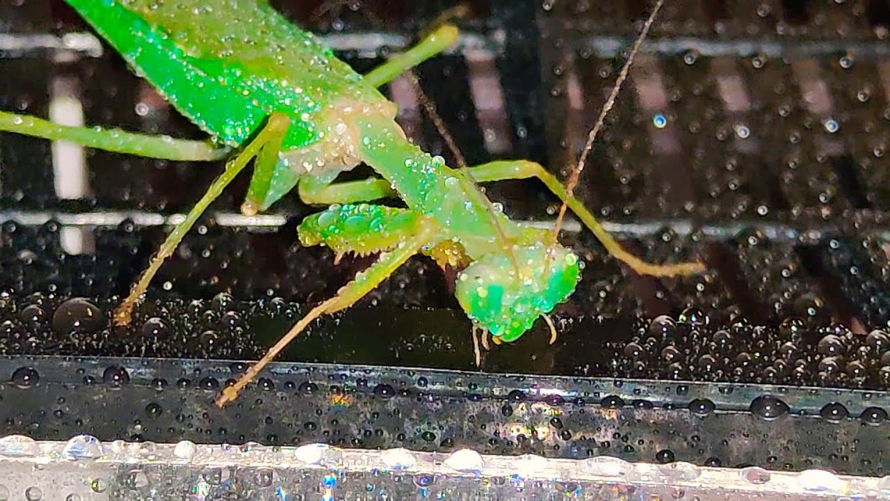 Malaysian Blue Mantis drinking - YouTube