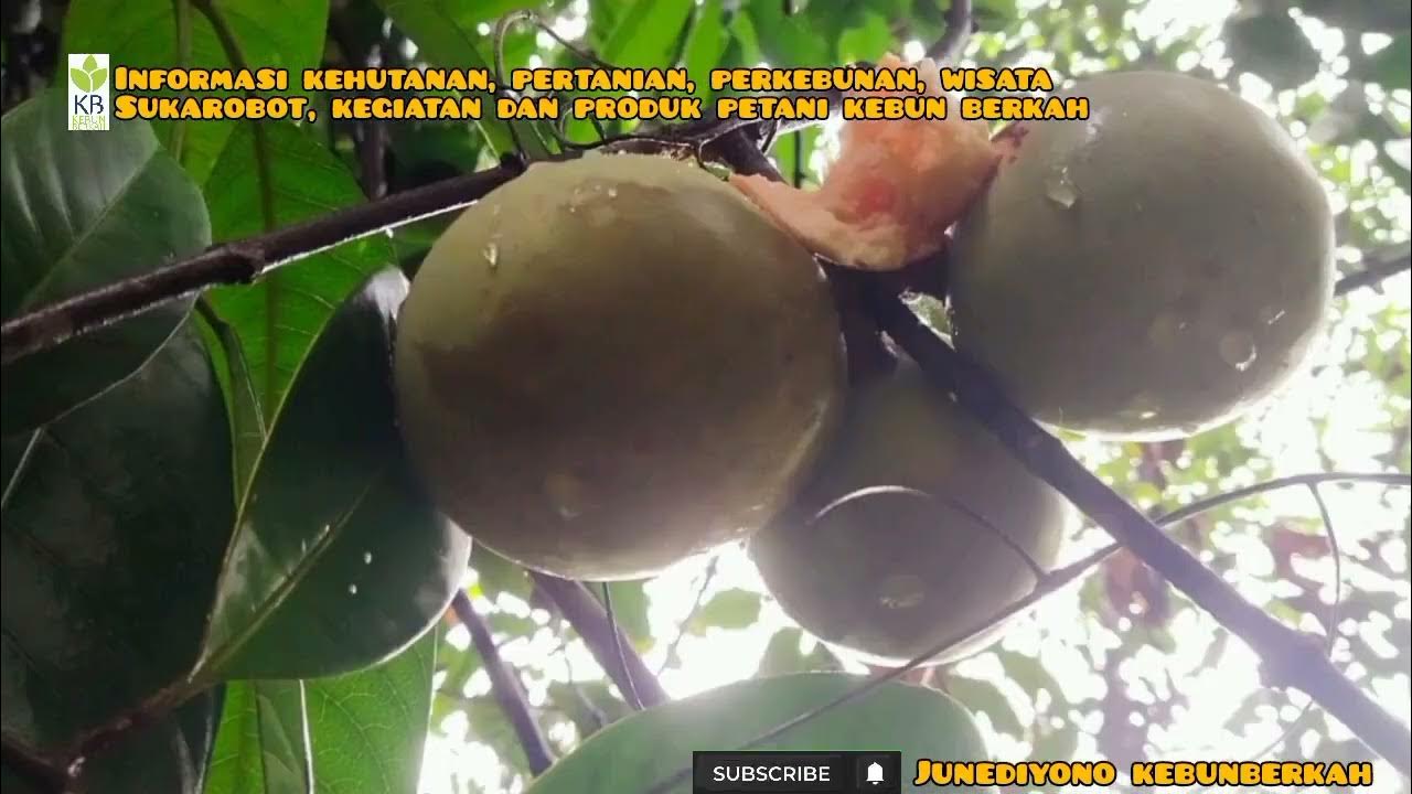 Dango (Willughbeia angustifolia) Buah Khas Kalimantan - YouTube