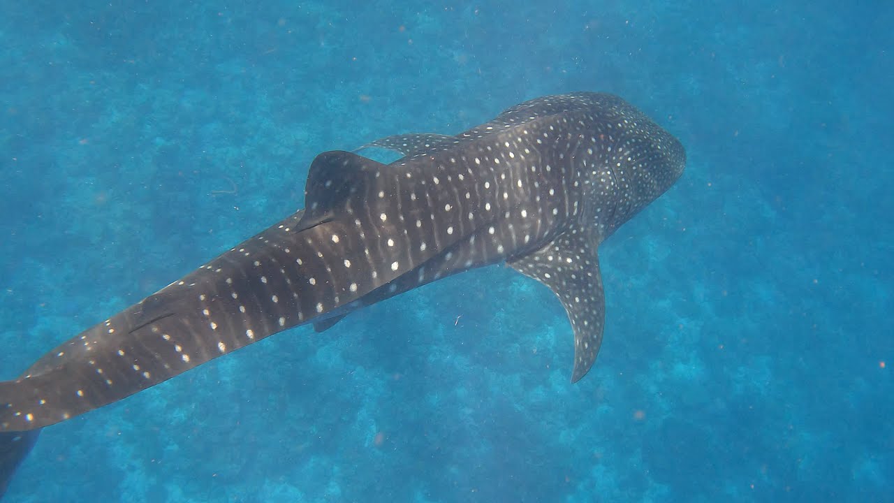 Diving Maldives, Whale shark, Emperor Explorer - YouTube