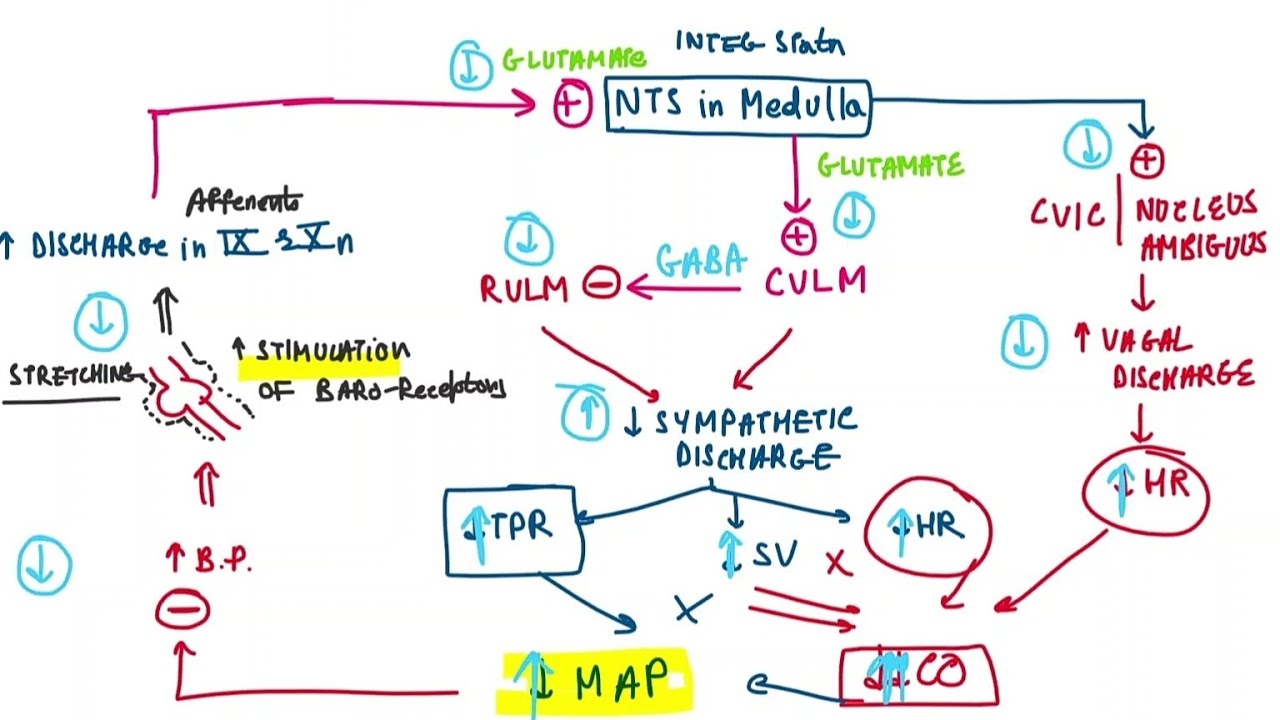 Mechanisms Blood Pressure Regulation / CVS / Physiology - YouTube