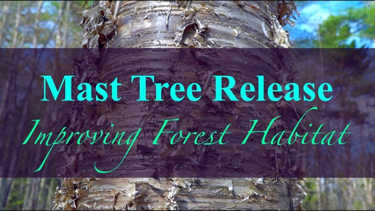 Mast Tree Release Forestry Project 2023 - YouTube