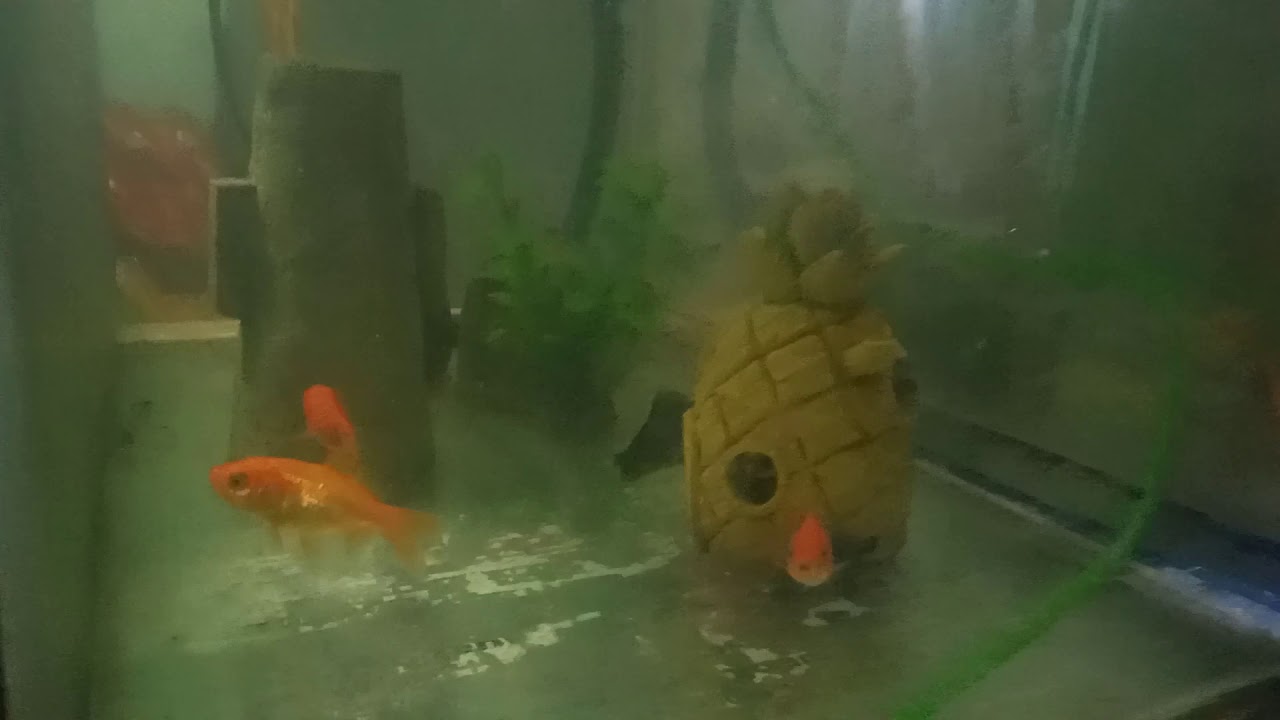 Mga Isda sa Aming Aquarium - YouTube