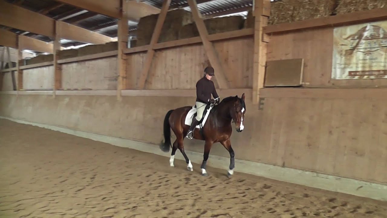 Gebisslos reiten mit Vosal auf 4 jähr. Stute von Contendro I - YouTube