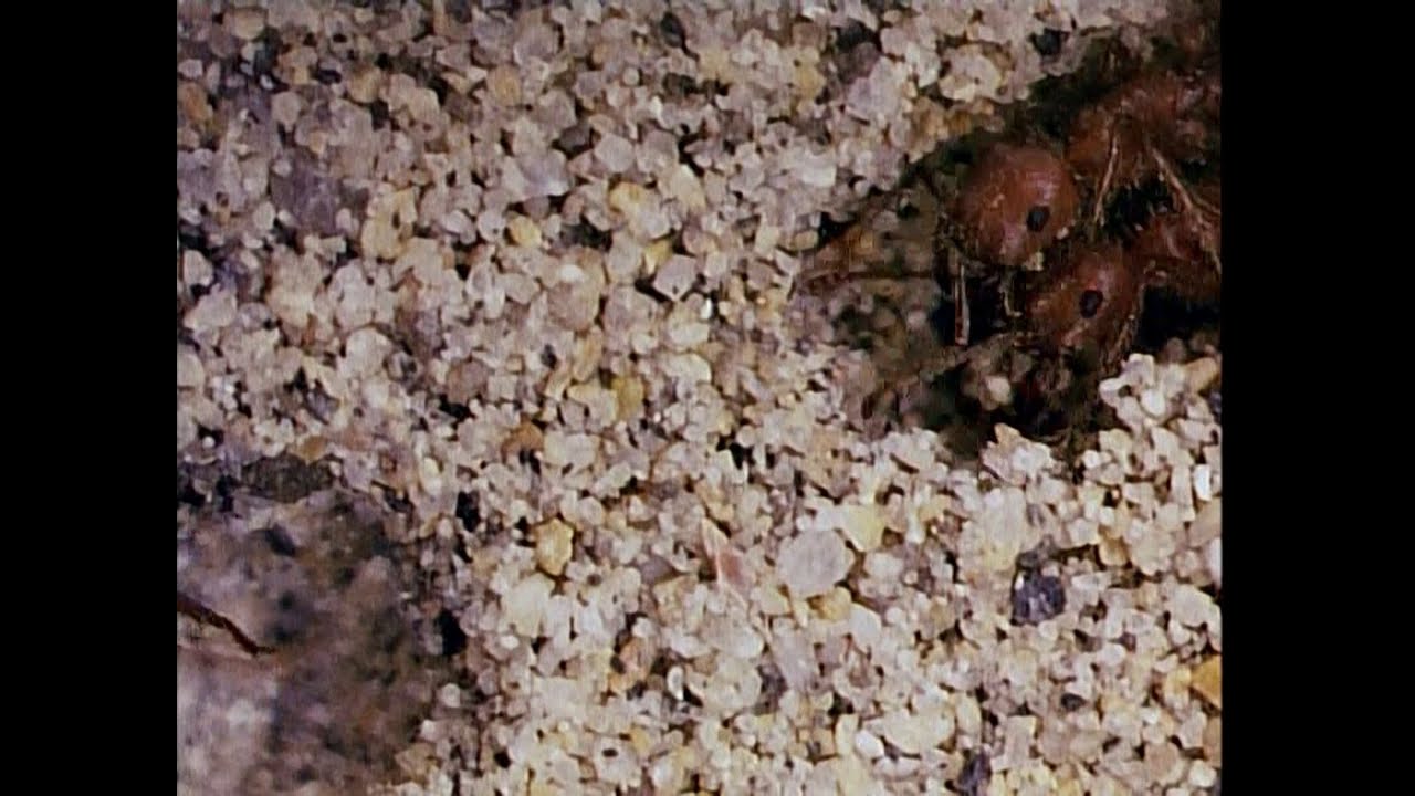 A Bug's Life: Research (1080p60) - YouTube